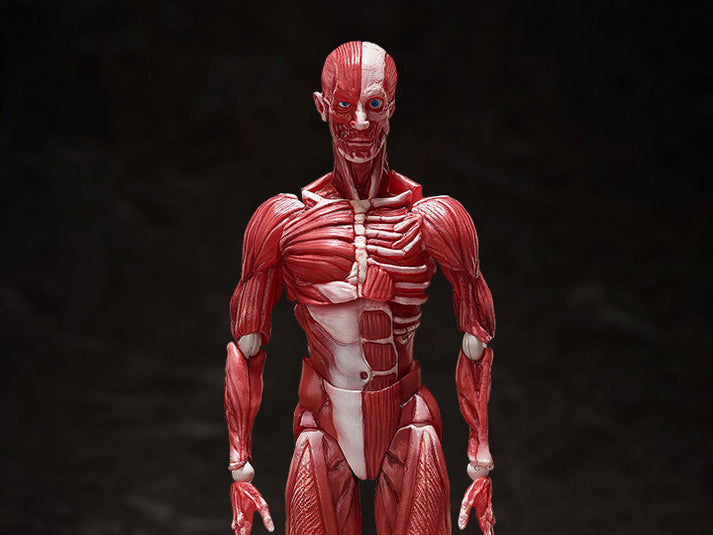 [PREORDER] Figma Human Anatomical Model – Matt's Box Toy Store